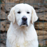 Our Golden Retrievers - Gold Rush Retrievers | Golden Retrievers ...